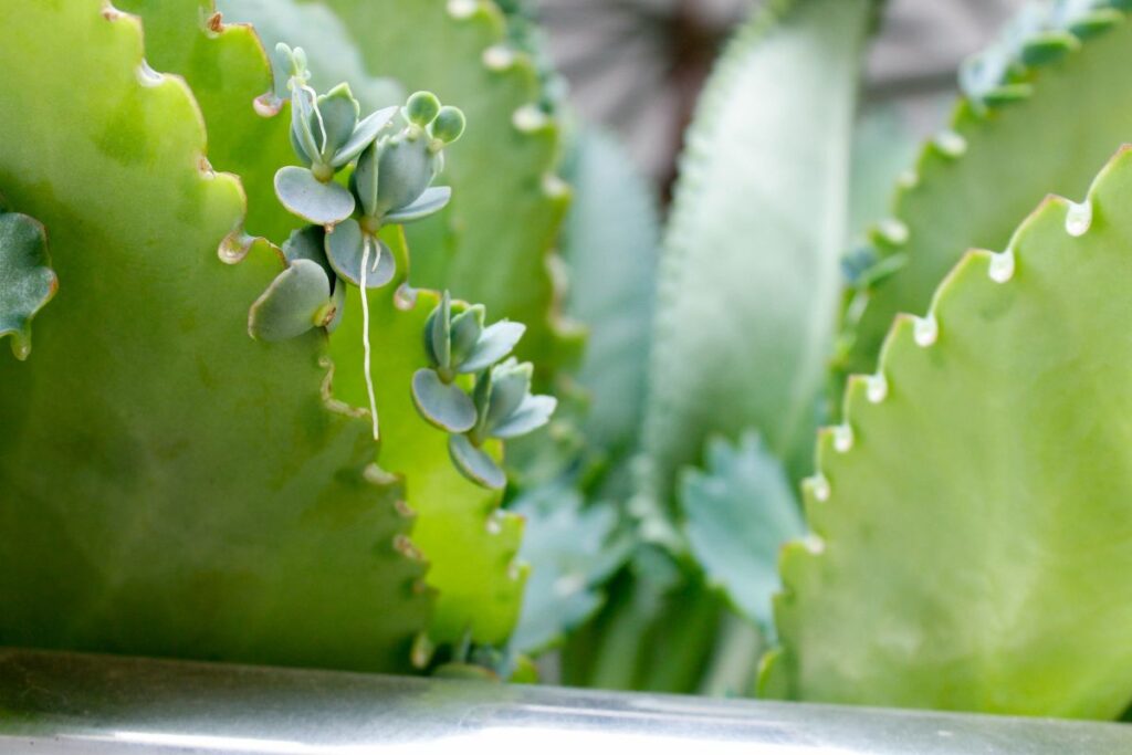 Como cultivar Saião em casa: planta medicinal contra gastrite ...