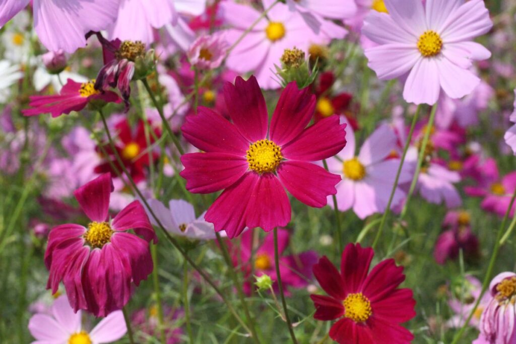 Flor Cosmos: conheça tudo sobre essa flor cheia de significados ...