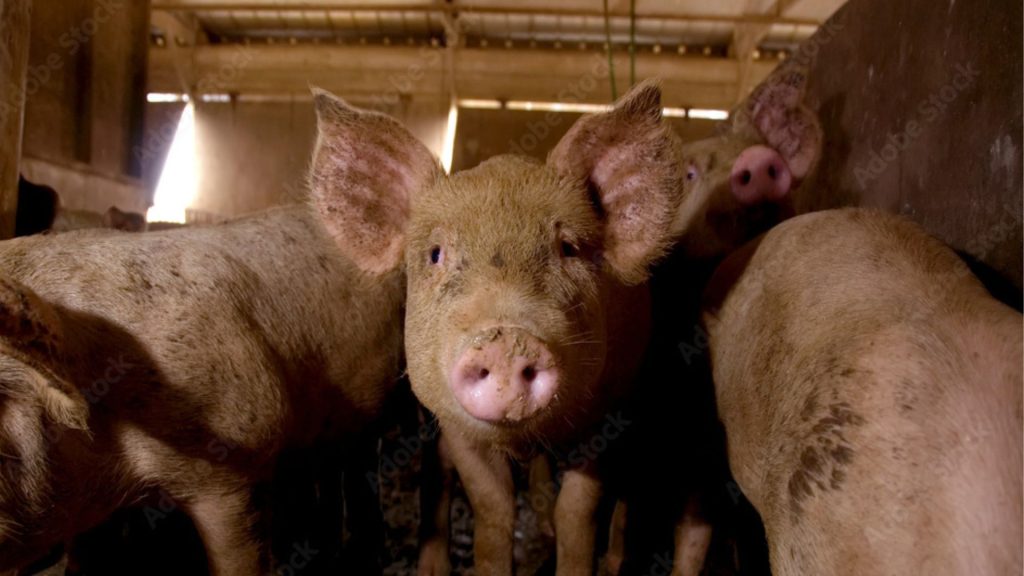 Homem é condenado à prisão após furtar e abater porco de 50 kg do ...